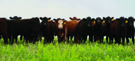Pasture Management: Healthy and Productive Grasslands - Grit